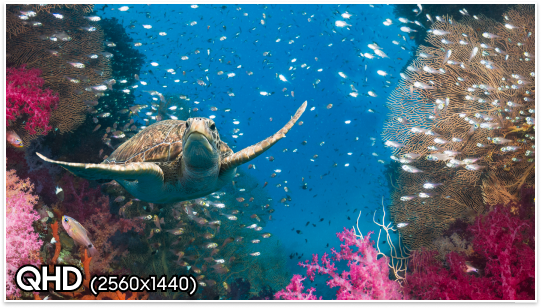 ViewFinity - QHD and UHD 4K/5K High Resolution Business Monitor ...